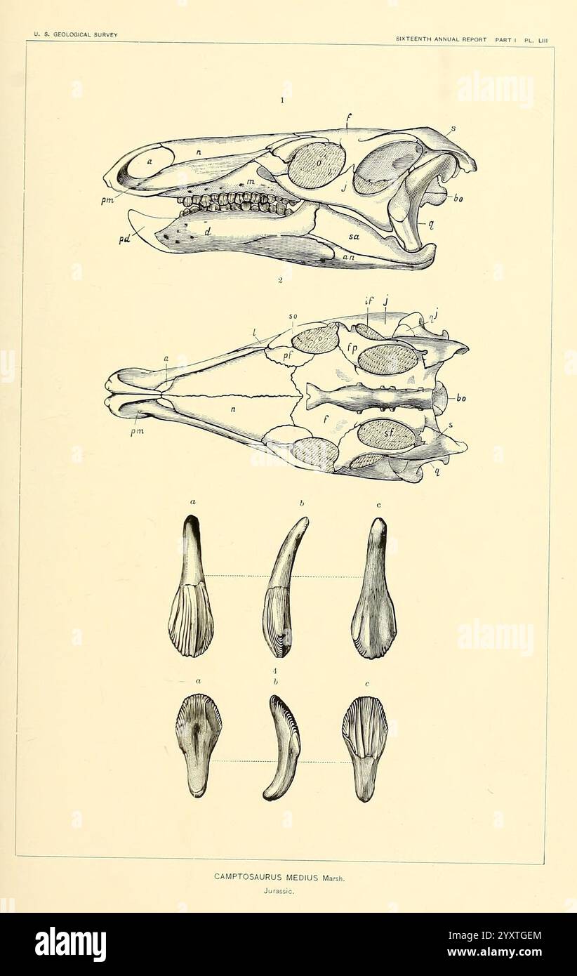 The dinosaurs of North America, Washington, Govt. Print, 1896 ...