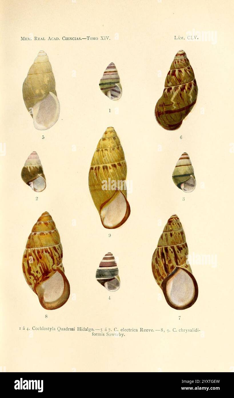 Showcasing distinctive shell patterns hi-res stock photography and ...