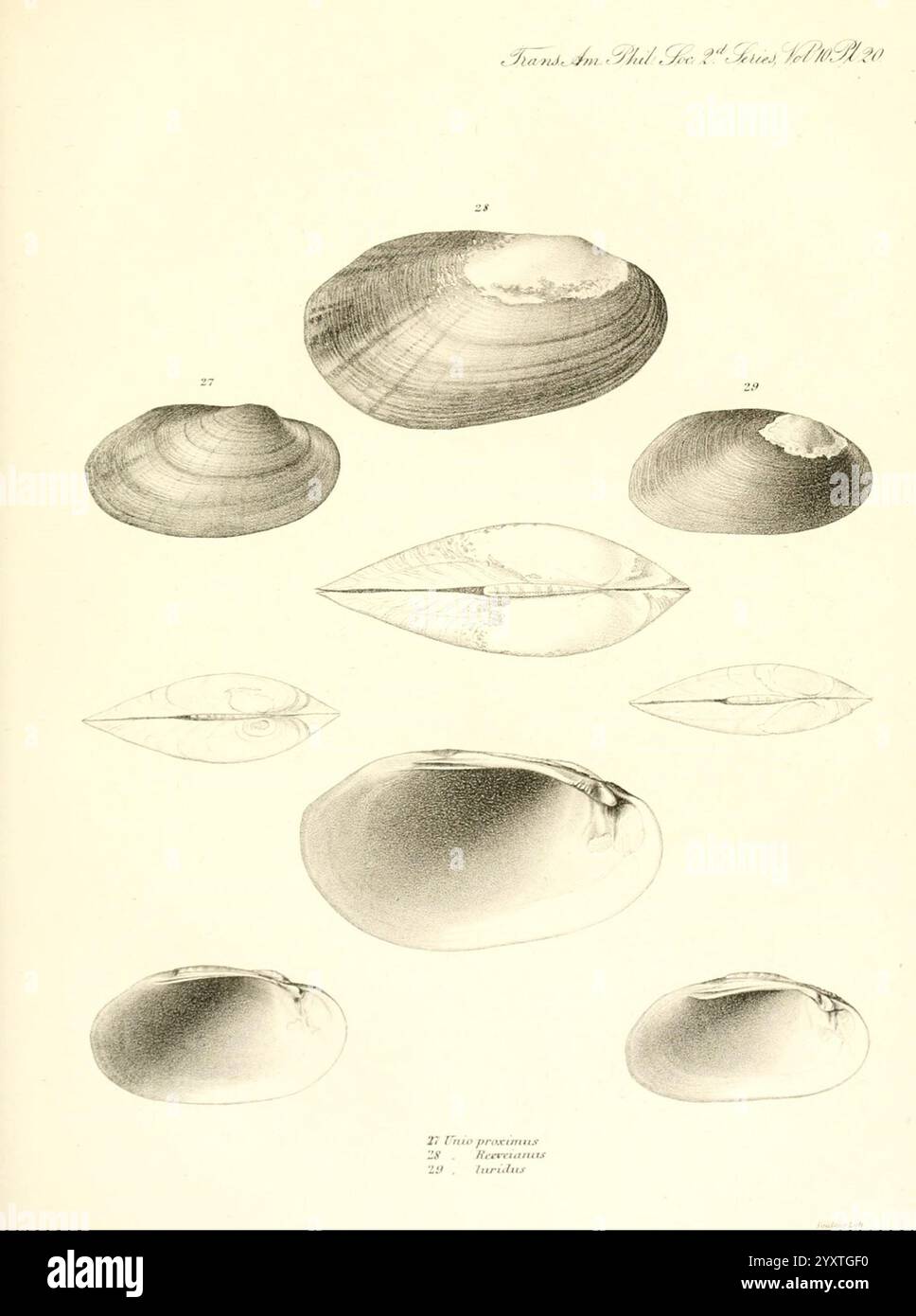 Exquisite shell forms hi-res stock photography and images - Alamy