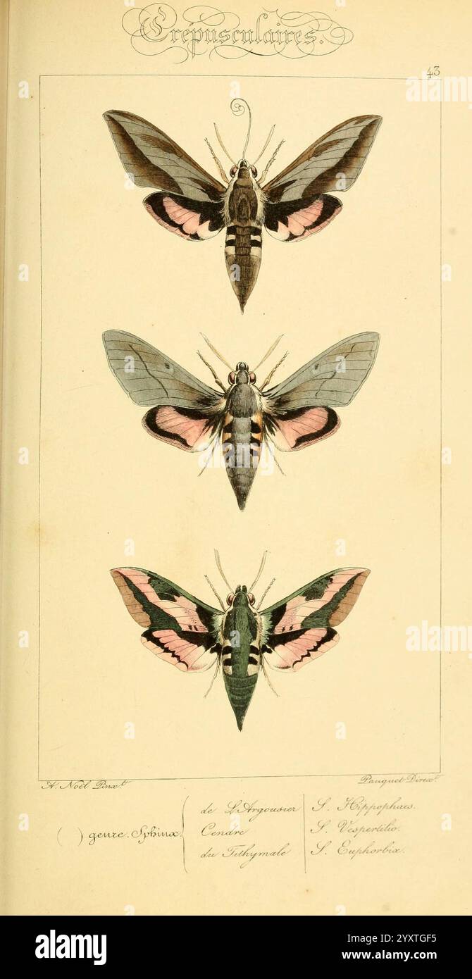 Three distinct moth species hi-res stock photography and images - Alamy