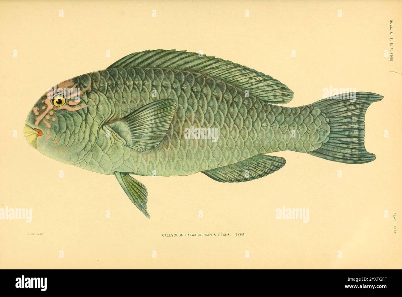 The fishes of Samoa Washington, Government Print Off, 1906. fishes ...