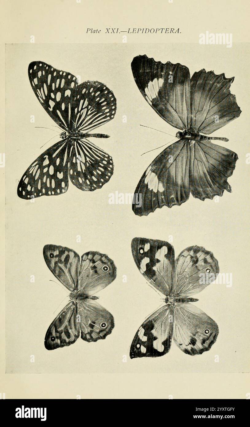 Australian insects Sydney W. Brooks 1907 male female Australia insects ...