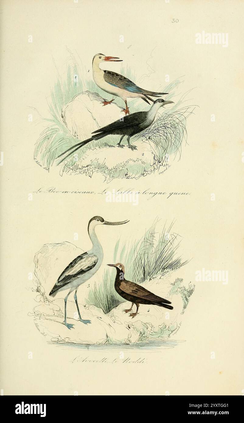 Slender neck stands hi-res stock photography and images - Alamy