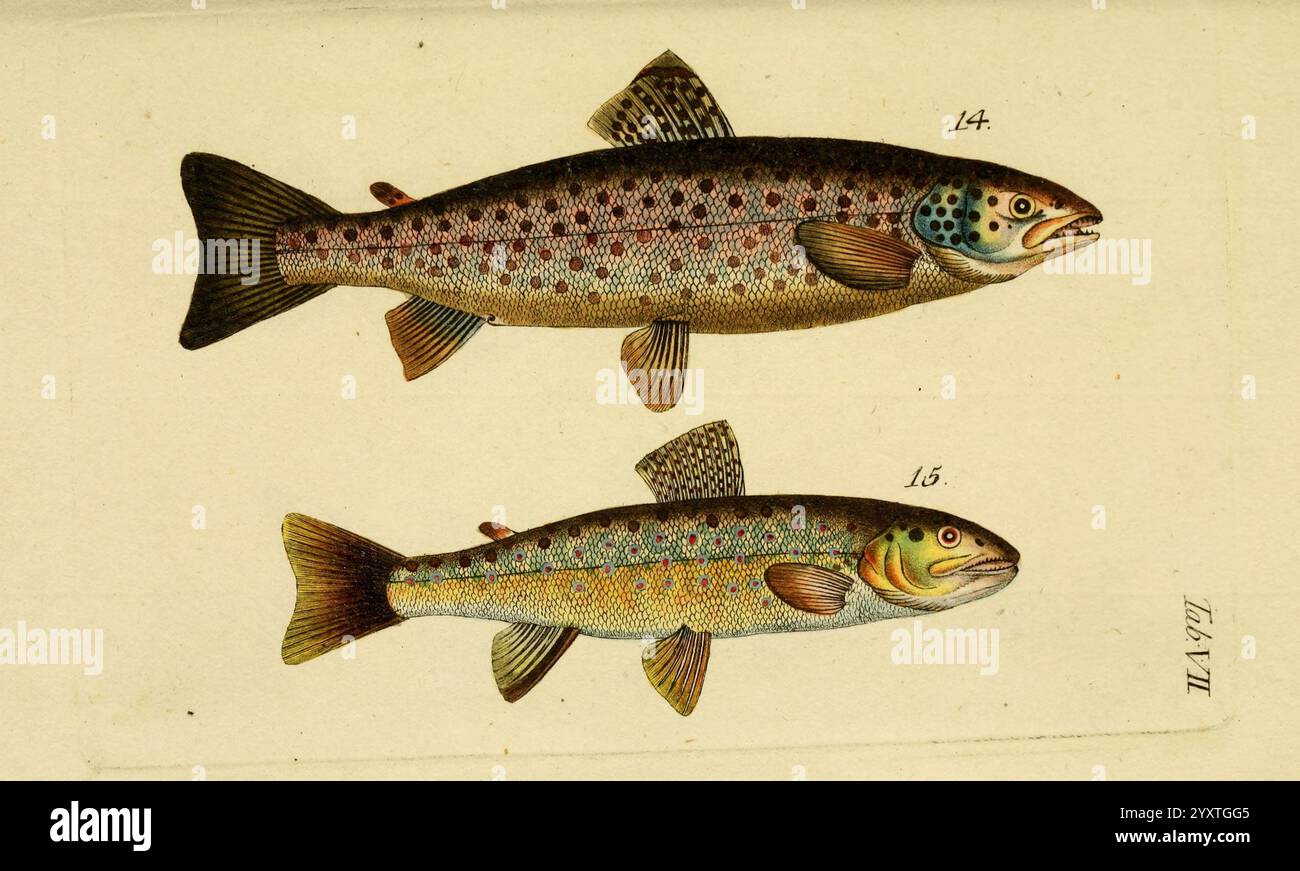 Abbildung, und, Beschreibung, der, Fische, Nürnberg, Samuel ...