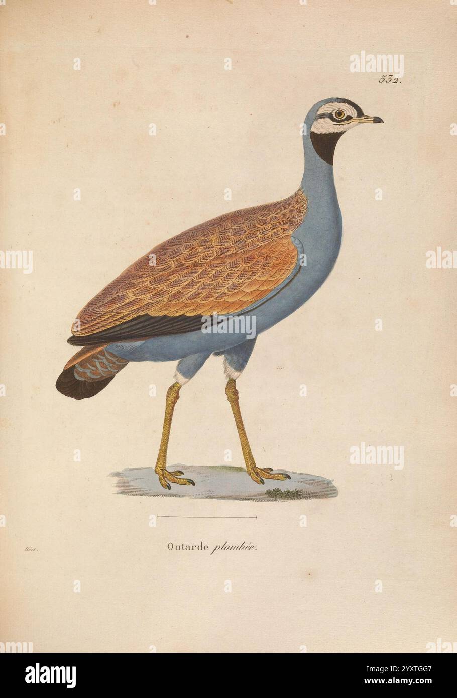 Nouveau recueil de planch es coloriées d'oiseaux, A Strasbourg, Chez ...