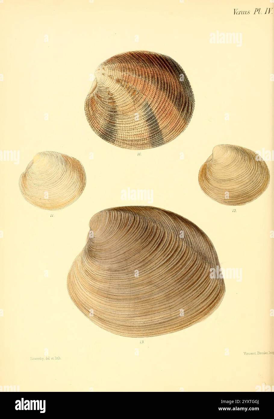 Gentle lines enhance hi-res stock photography and images - Alamy