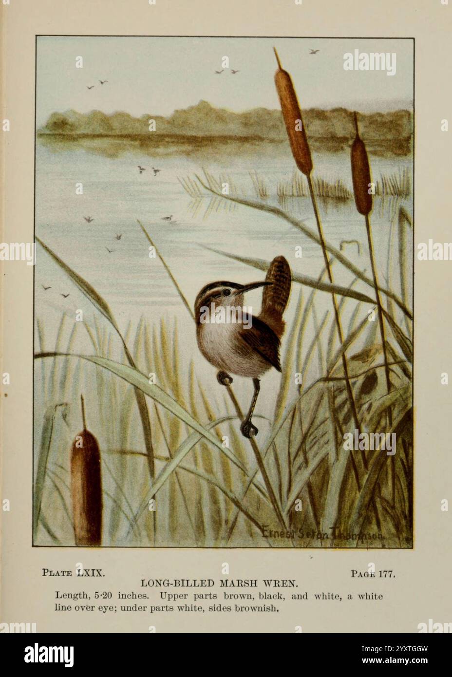 Bird-life, a guide to the study of our common birds New York, Appleton ...