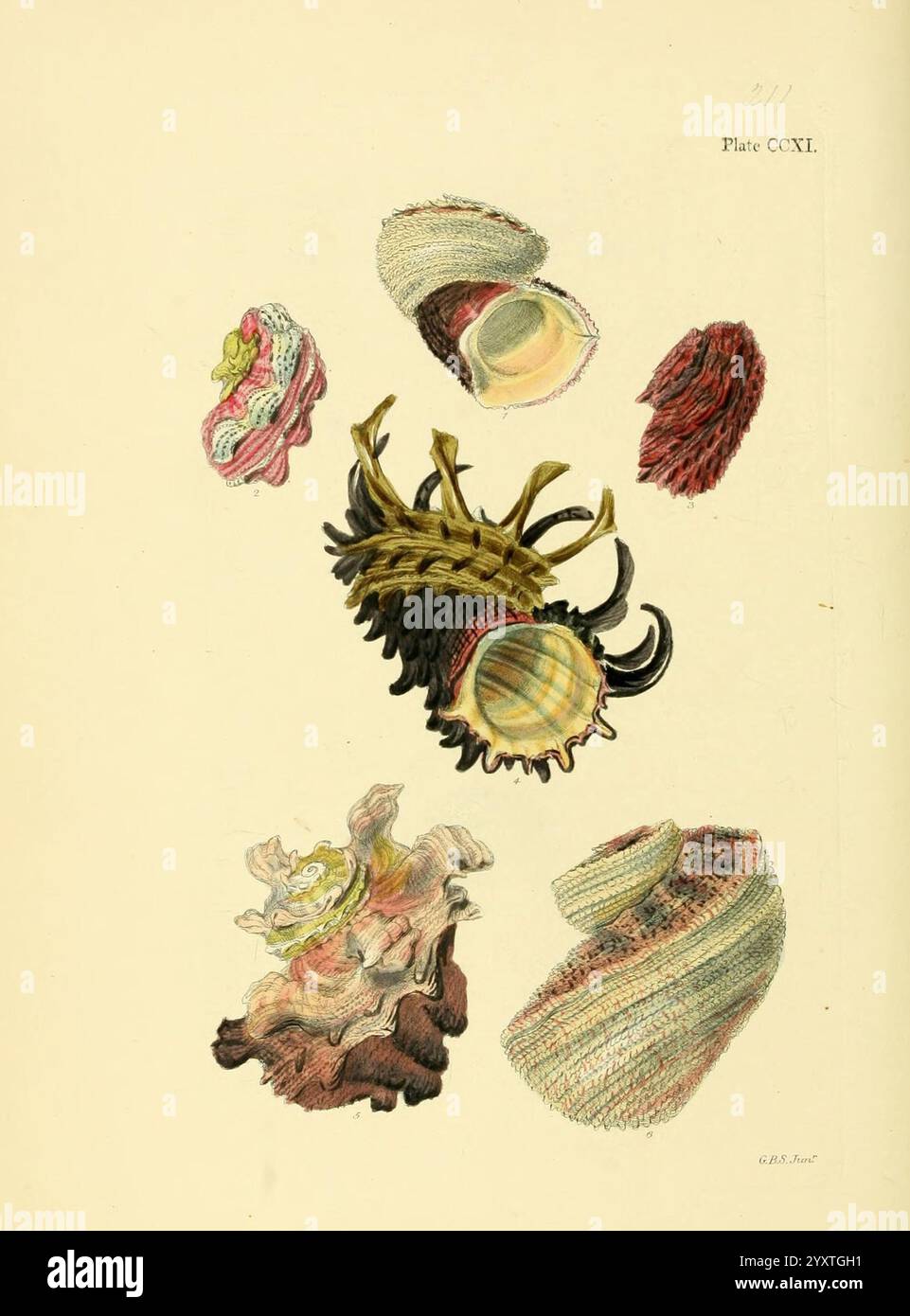 Specimen showcases unique patterns hi-res stock photography and images ...