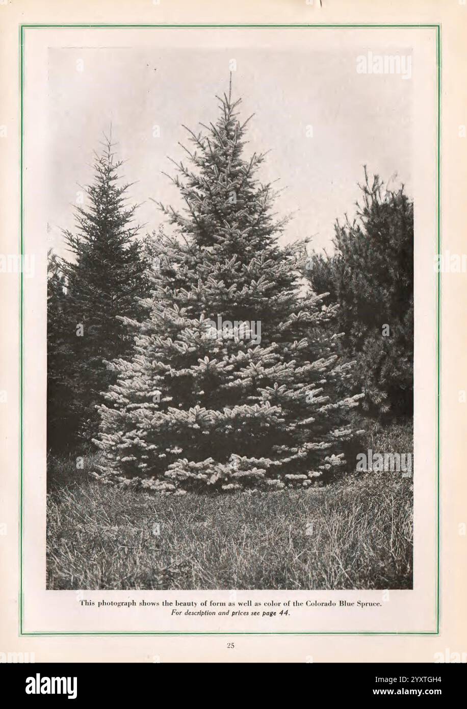 Additional evergreen trees hi-res stock photography and images - Alamy