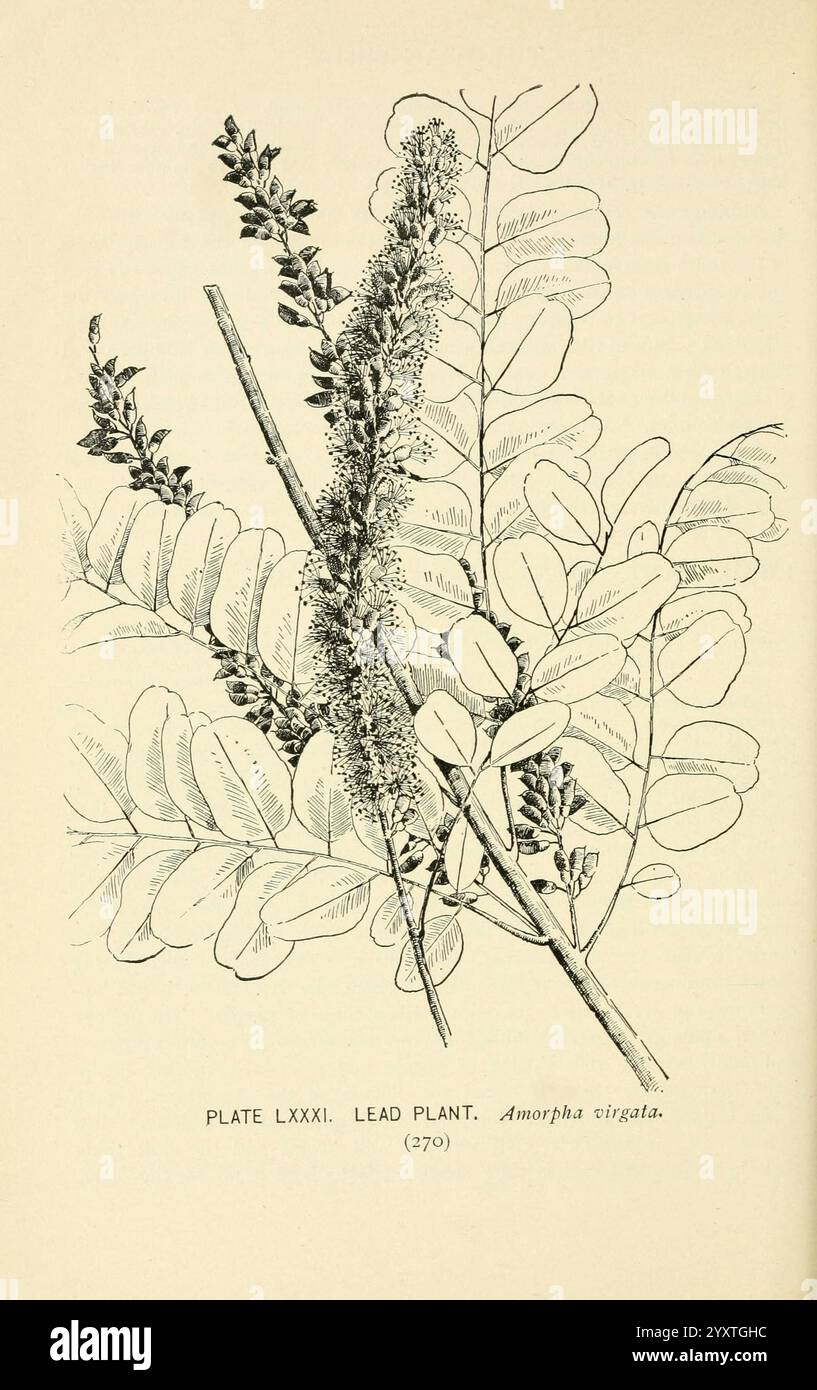 Southern wild flowers and trees, New York, Stokes [1901], Botany ...