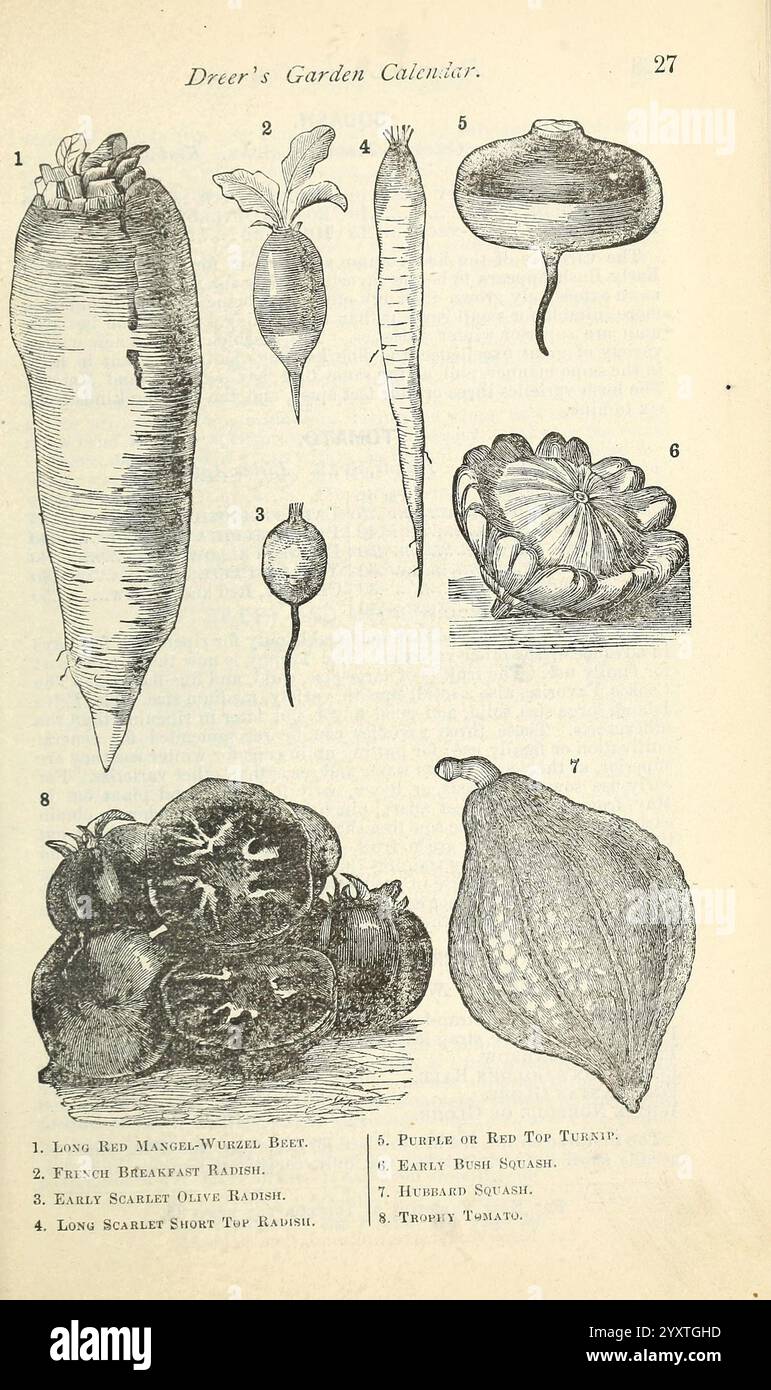 Early dutch squash hi-res stock photography and images - Alamy