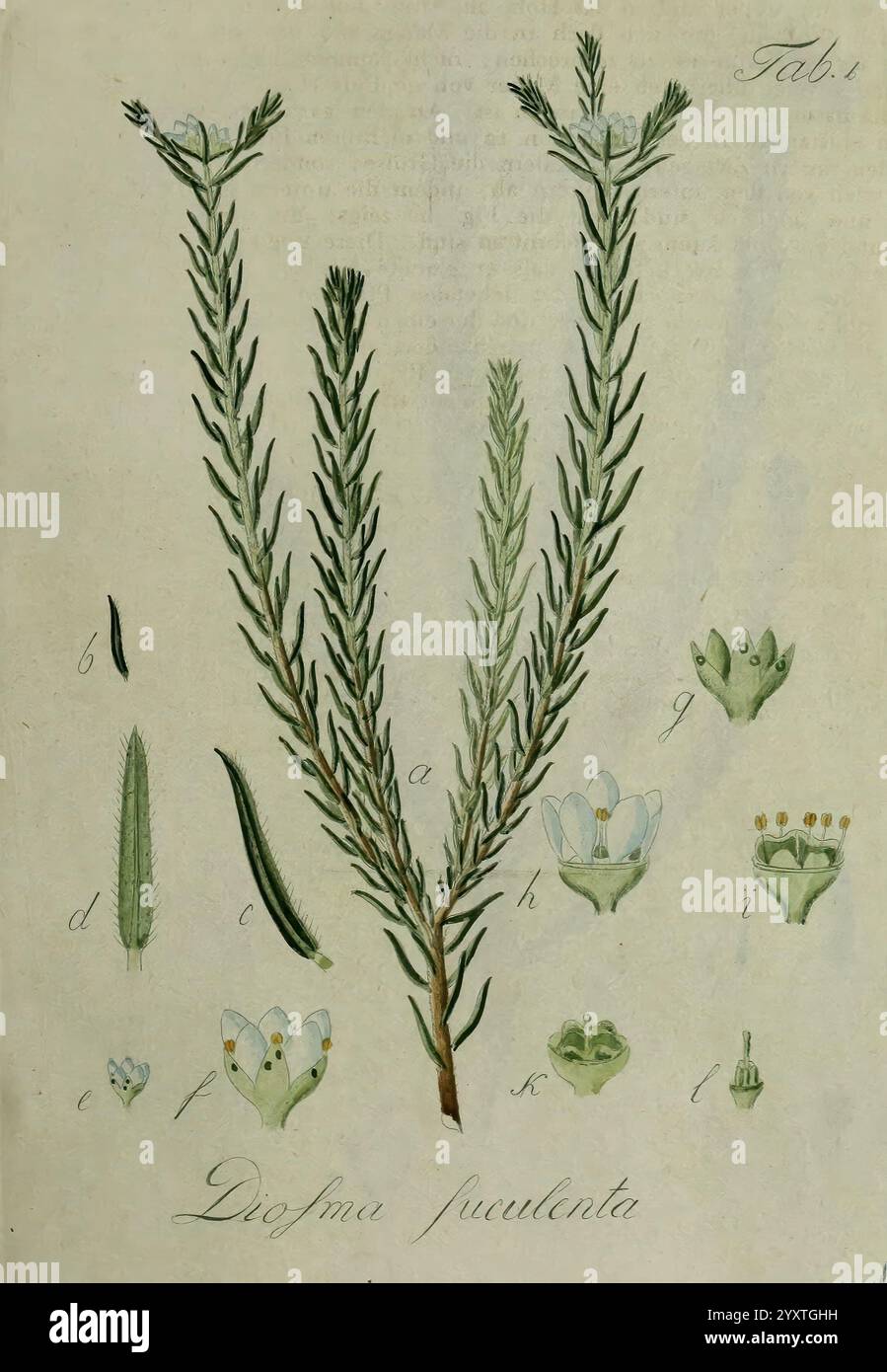 Collectio Plantarum Tam Exoticarum, Quam Indigenarum, Cum Delineatione ...
