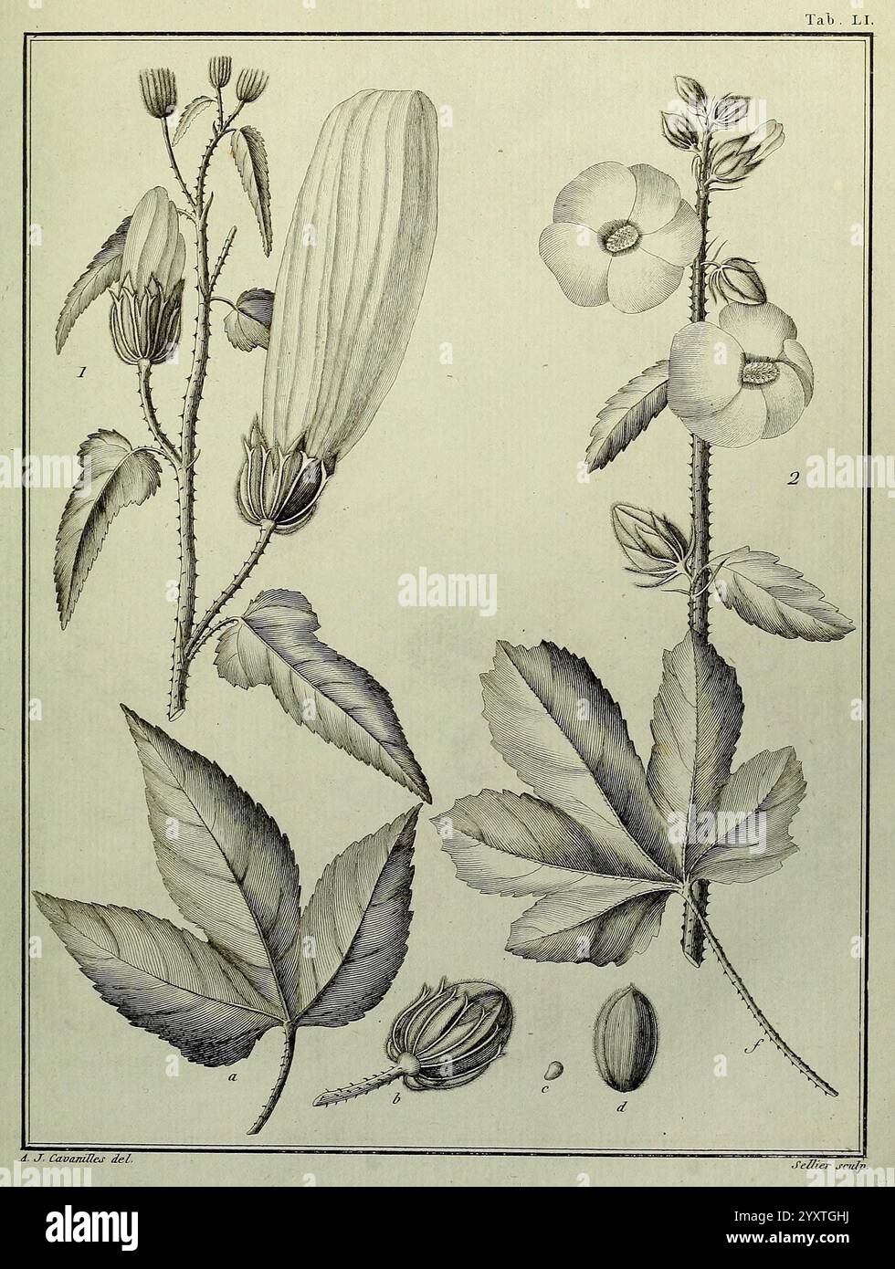 Compact fruit capsules hi-res stock photography and images - Alamy