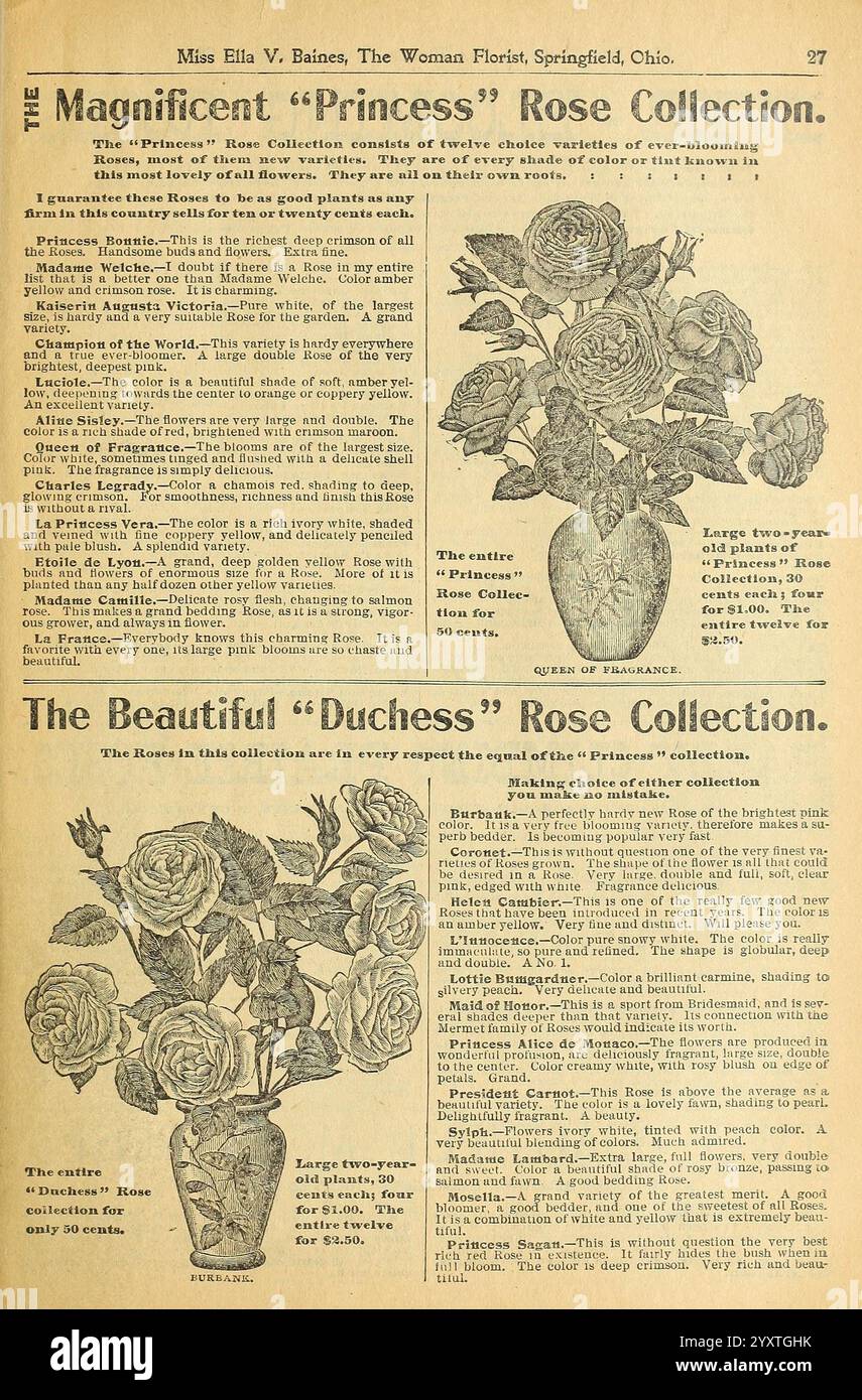 Beautify your homes springfield ohio baines 1918 flowers hi-res stock ...