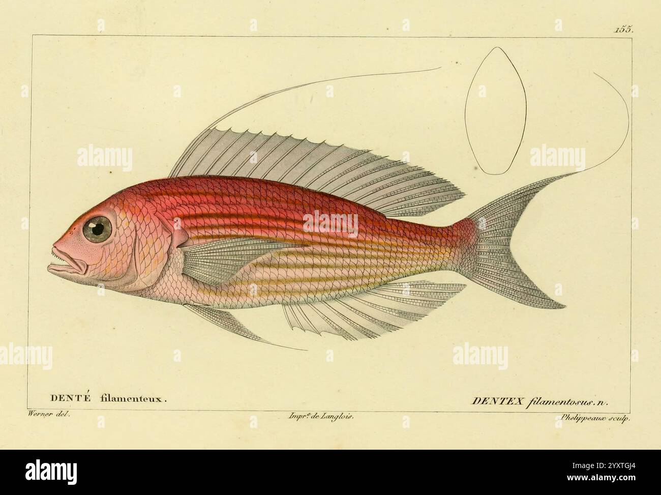 Fishs elegant shape hi-res stock photography and images - Alamy