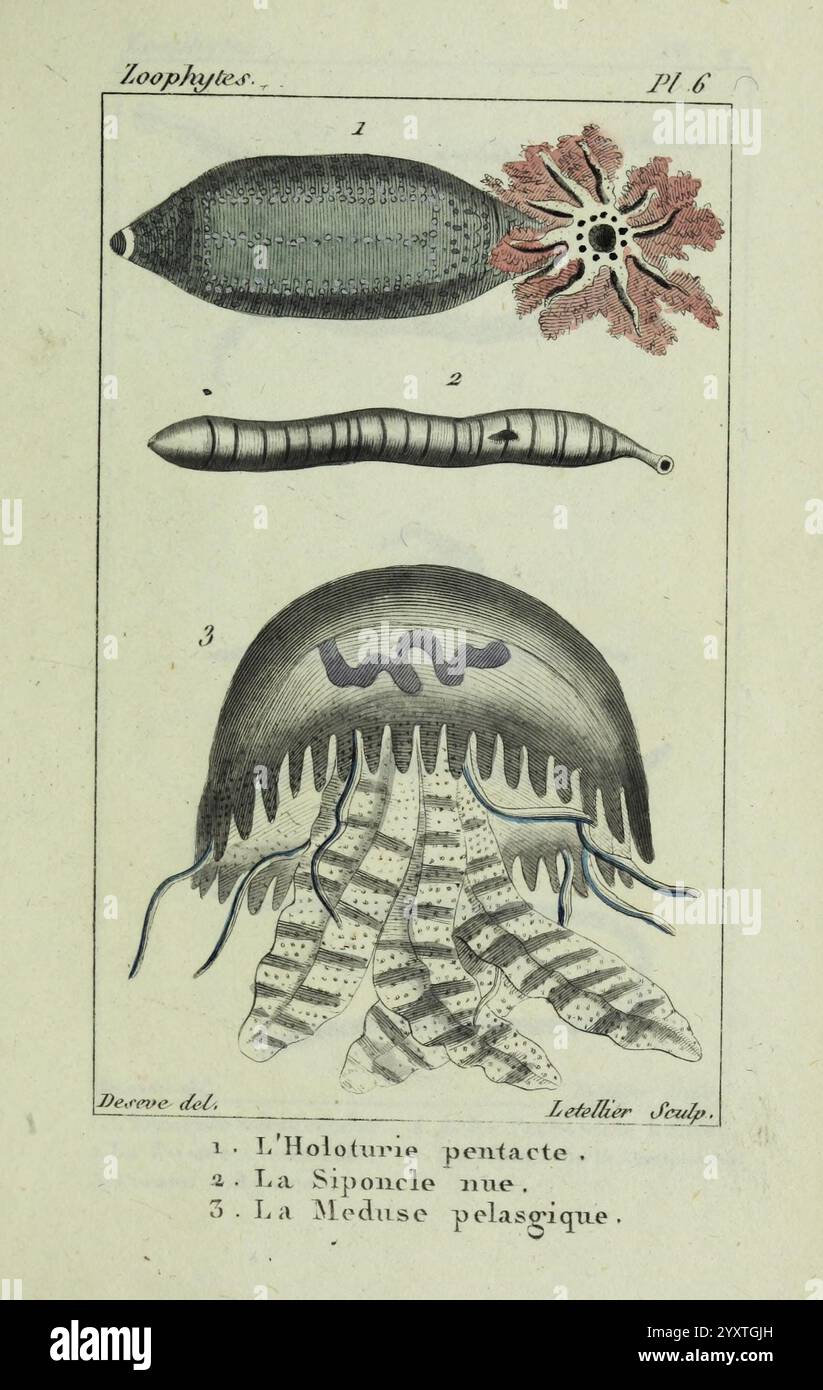 Atlas des zoophytes, Paris, Roret, libraire rue Hautefeuille, au coin ...