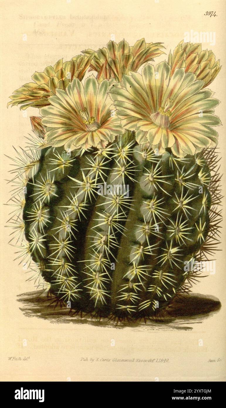 Curtis's Botanical Magazine London, New York botanical illustration ...