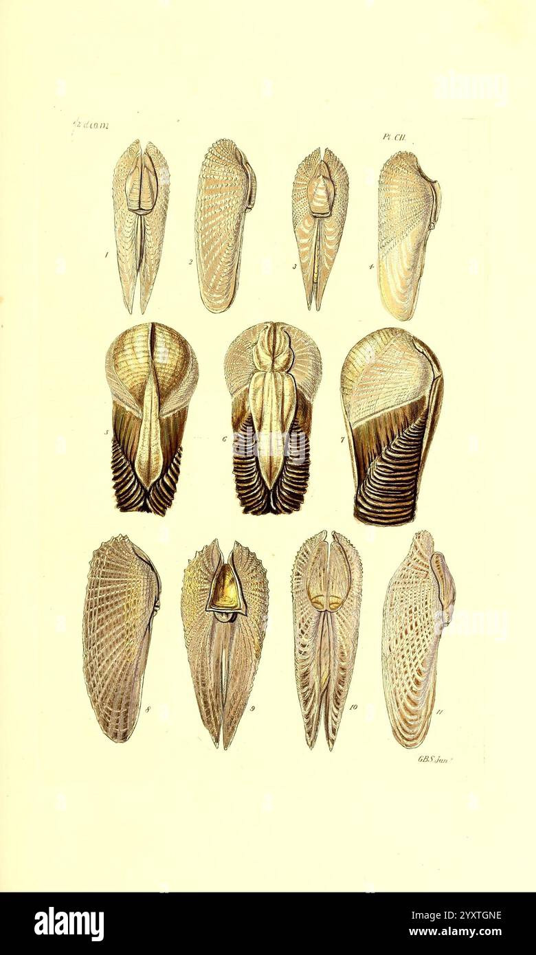 Thesaurus conchyliorum, or Monographs of genera of shells London ...
