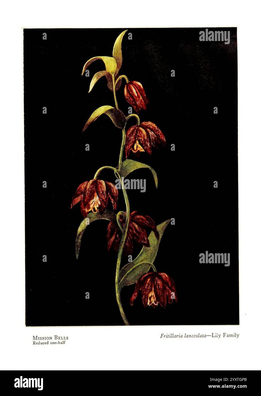 Showcasing slender leaves Cut Out Stock Images & Pictures - Alamy