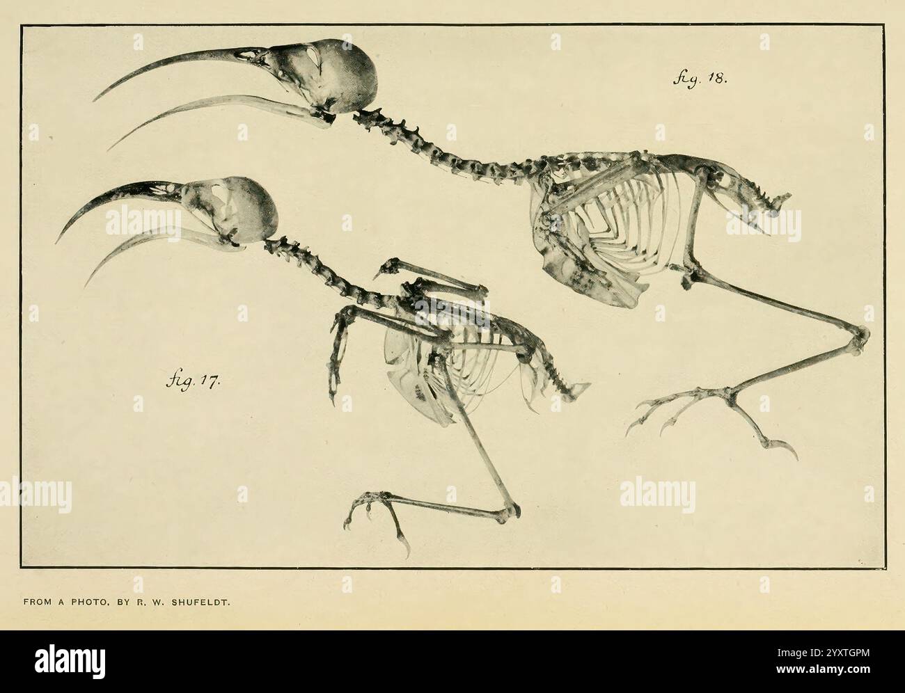Emu skeletal system hi-res stock photography and images - Alamy