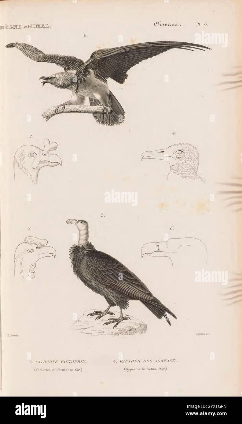 Le règne animal distribué d'après son organisation, Paris, 1836-1849 ...