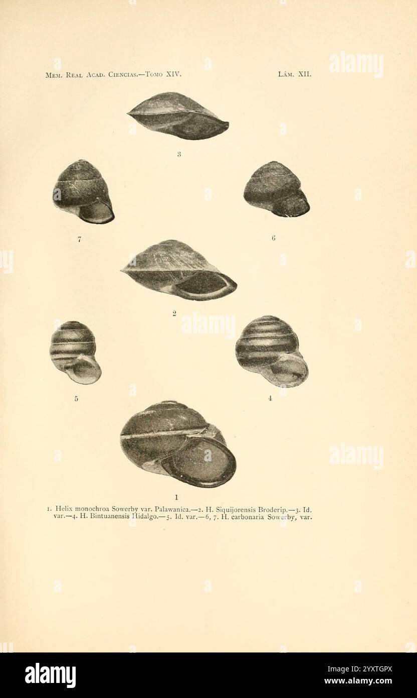 Natural diversity within mollusks hi-res stock photography and images ...