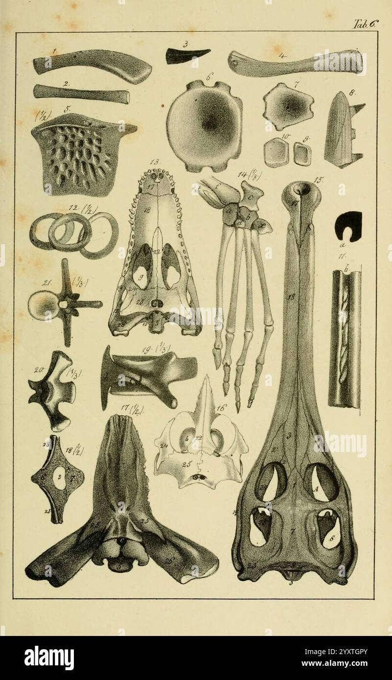 Indicating various skeletal elements hi-res stock photography and ...