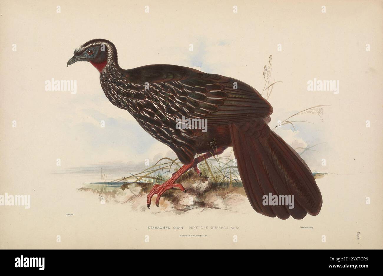 Gleanings from the Menagerie and Aviary at Knowsley Hall, Knowsley ...