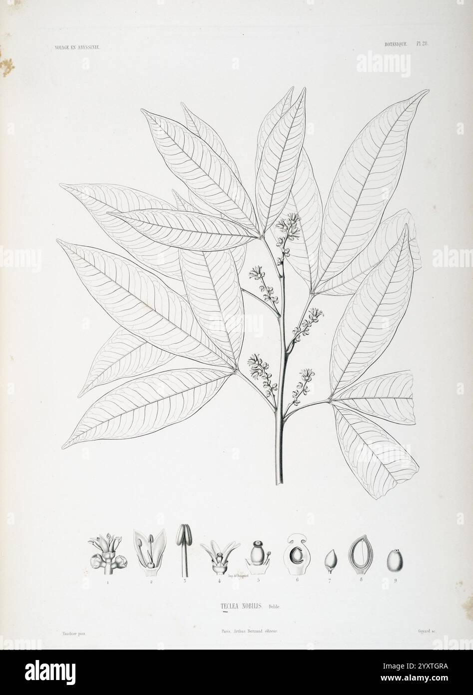 Illustrate important morphological characteristics hi-res stock ...