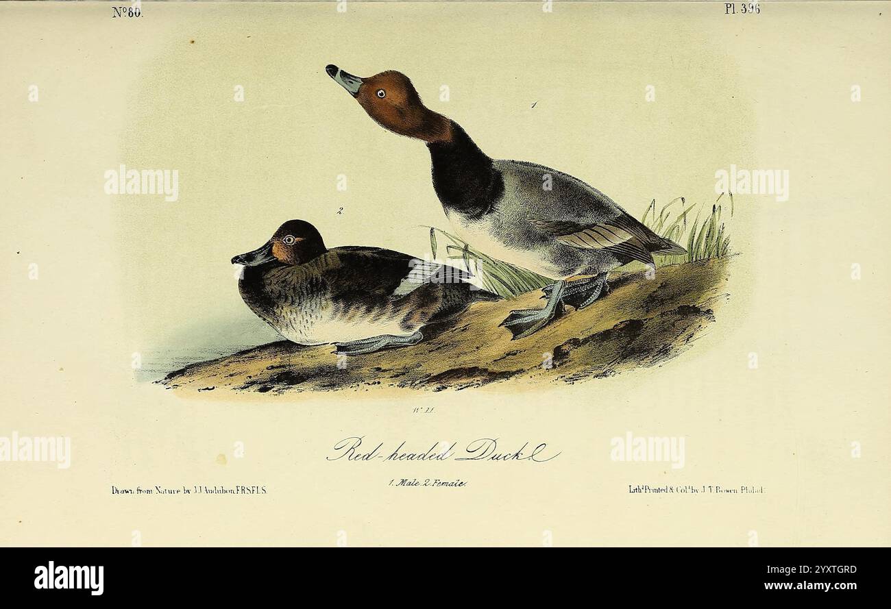 Subtle grayish brown head hi-res stock photography and images - Alamy