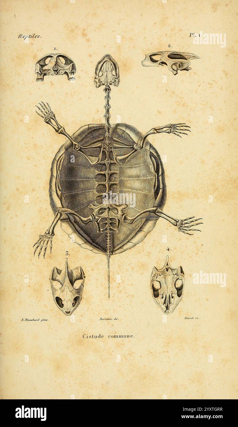 Well defined dorsal view hi-res stock photography and images - Alamy