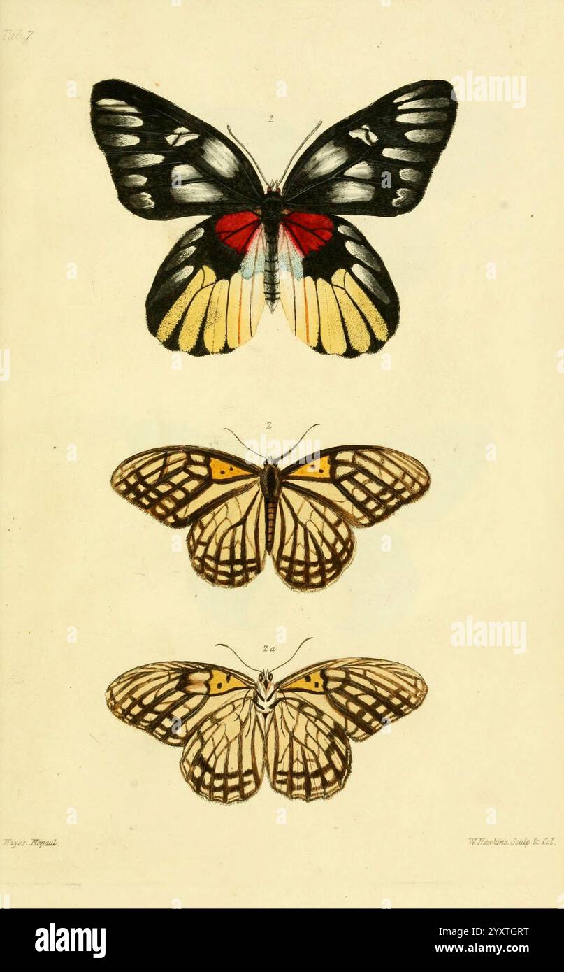 Descriptions and figures of some new lepidopterous insects, chiefly ...