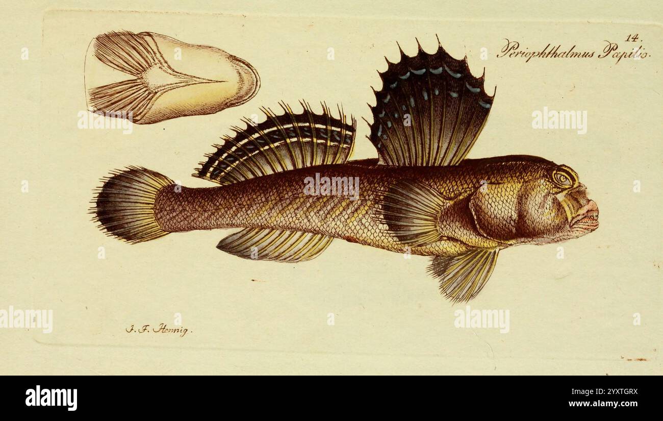 Fishs anatomical features captures hi-res stock photography and images ...