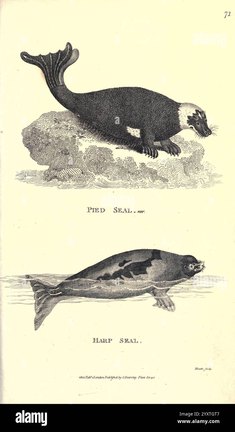 Seals physical features hi-res stock photography and images - Alamy