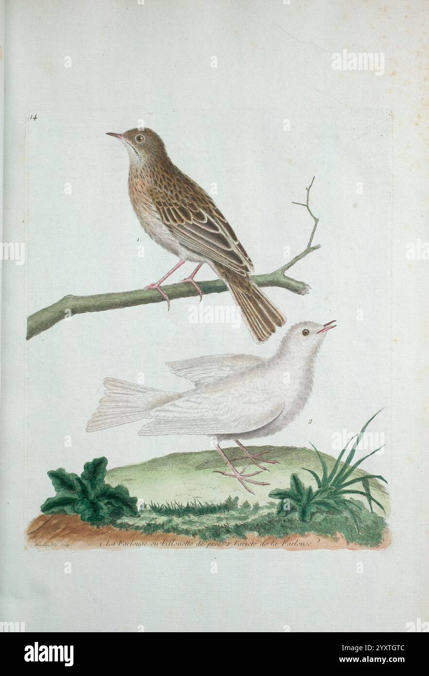 Upper bird exhibits hi-res stock photography and images - Alamy