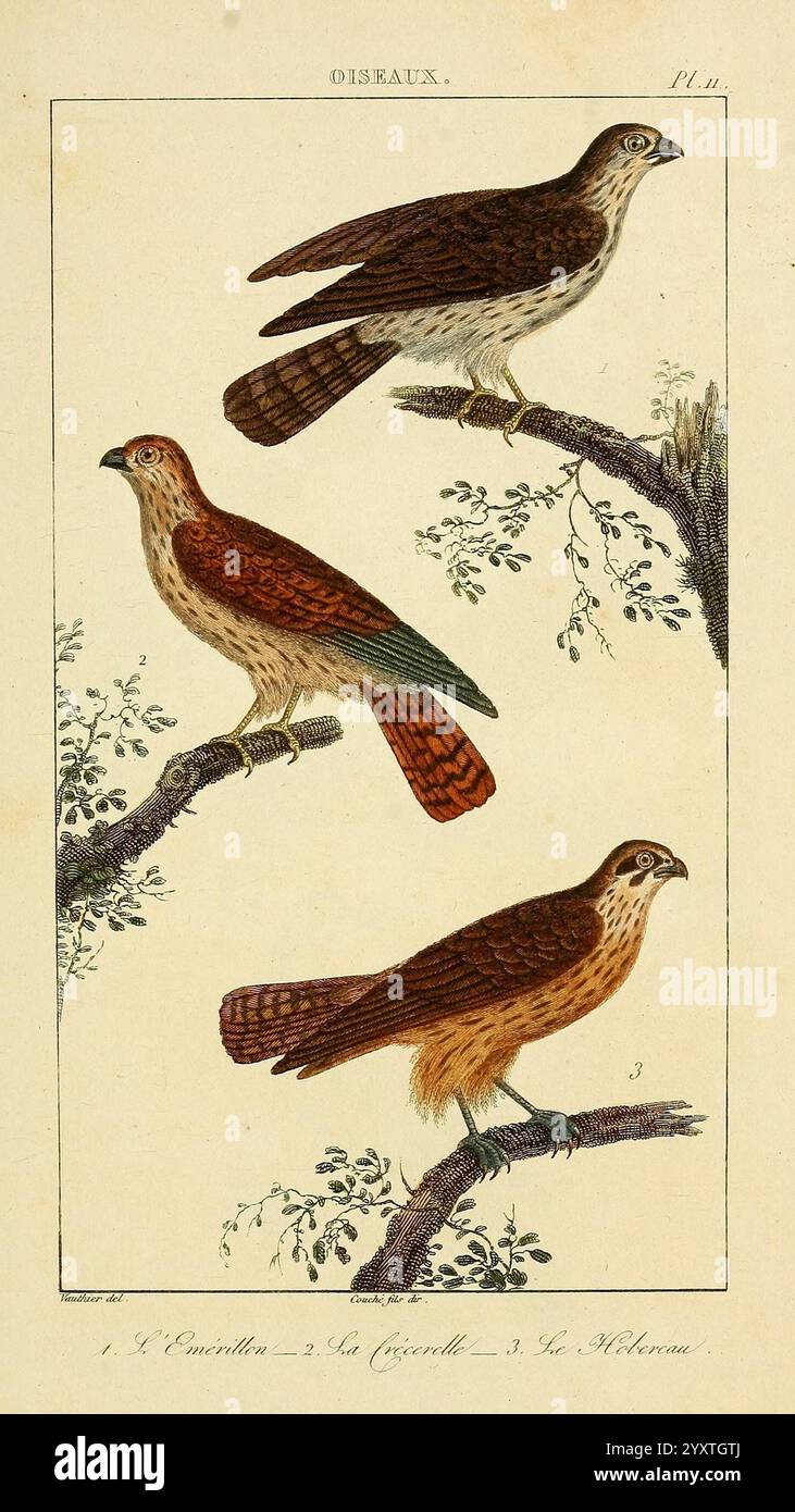 Birds individual traits hi-res stock photography and images - Alamy