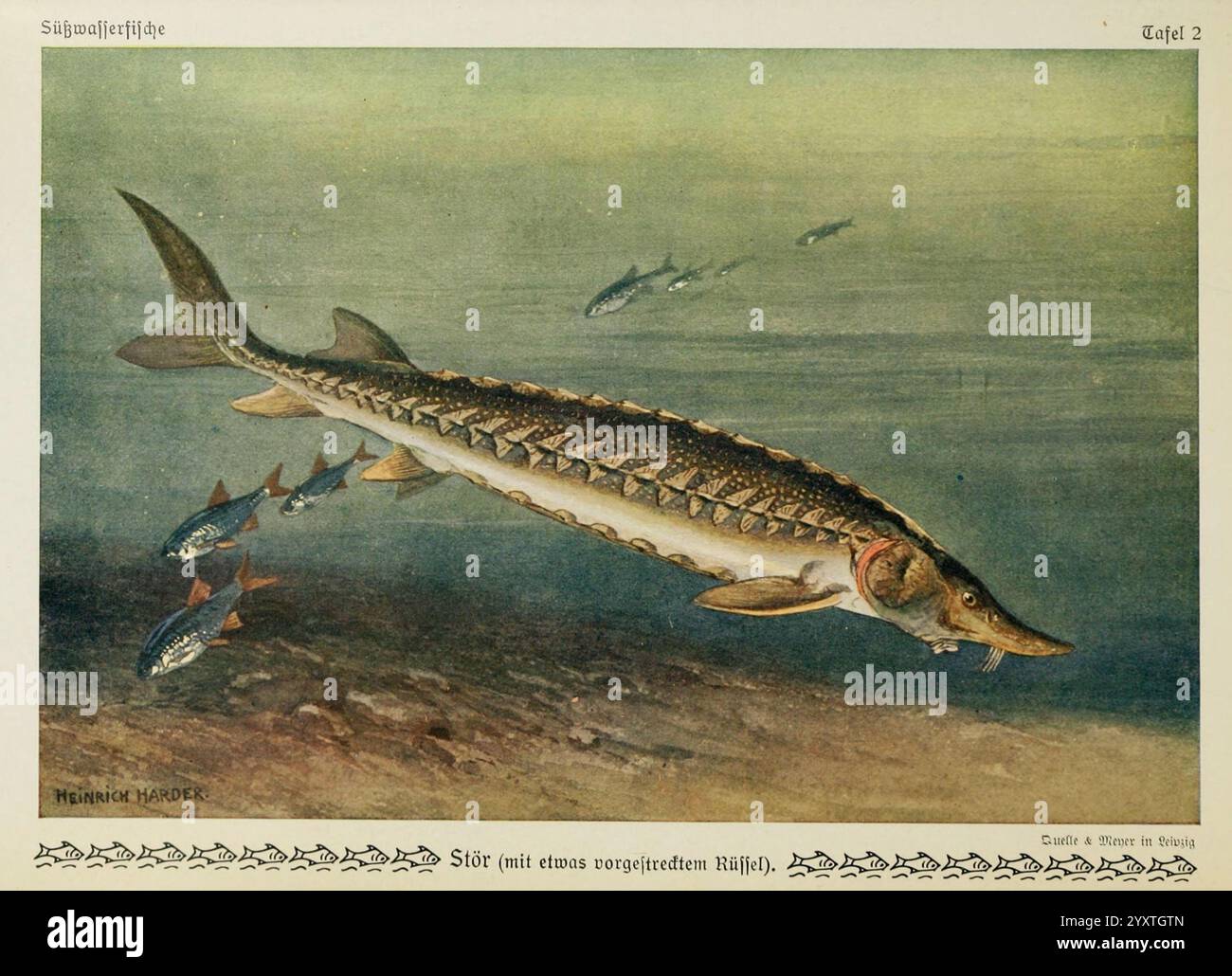 Unsere SuÌ, 6Ã8wasserfische Leipzig, Quelle & Meyer, 1913, 59743 ...