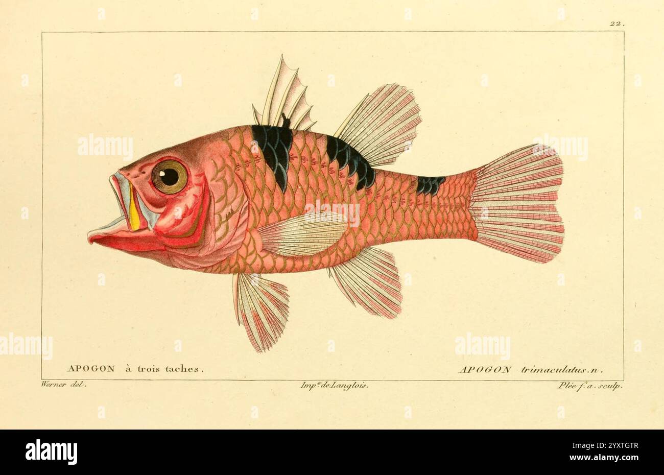 Fishs anatomical features hi-res stock photography and images - Alamy