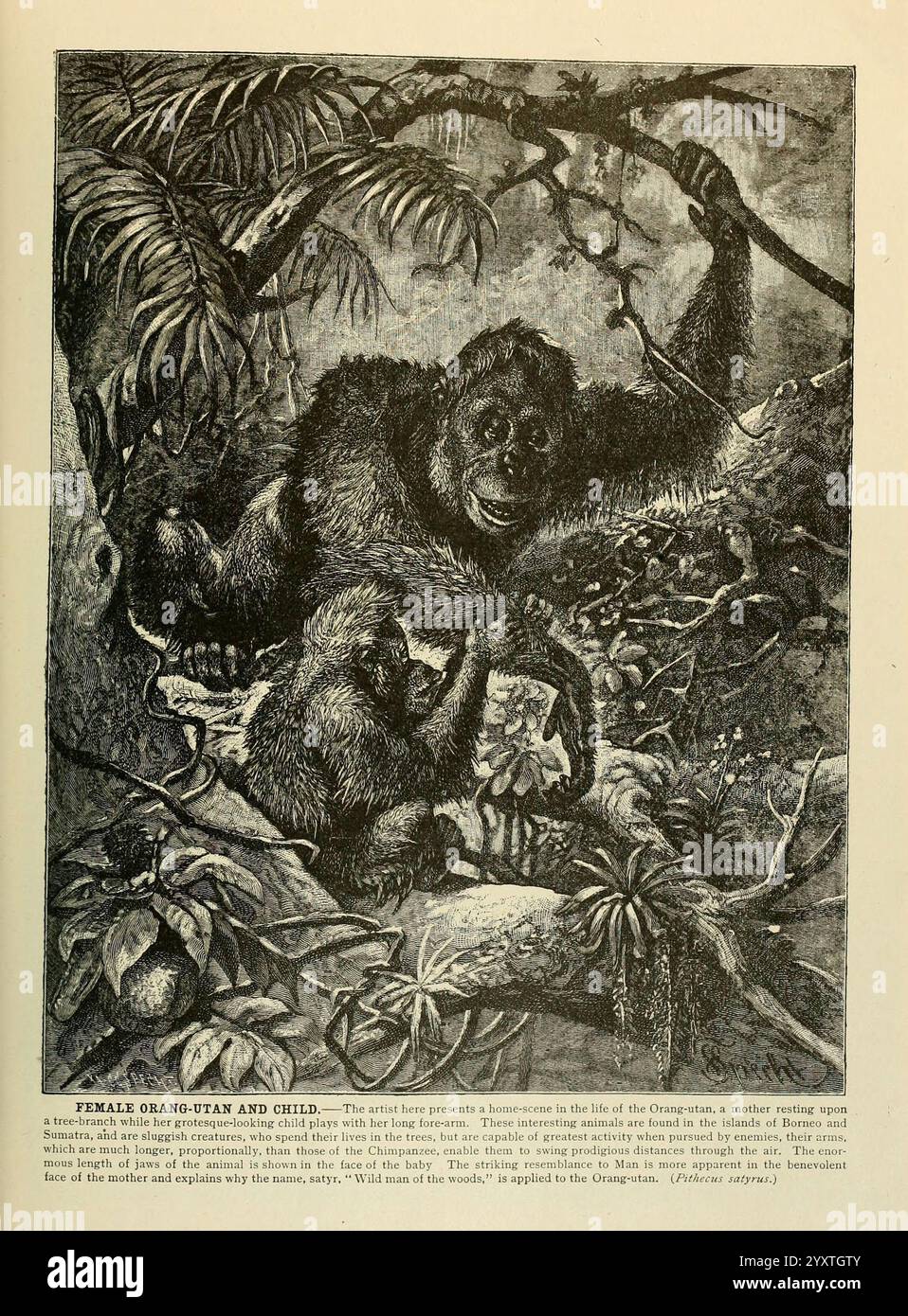 Orangutan mammals bornean orangutan animal behavior pongo pygmae hi-res ...