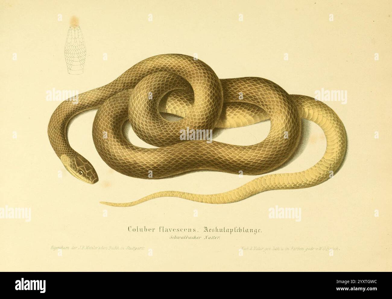 Elongated physique hi-res stock photography and images - Alamy