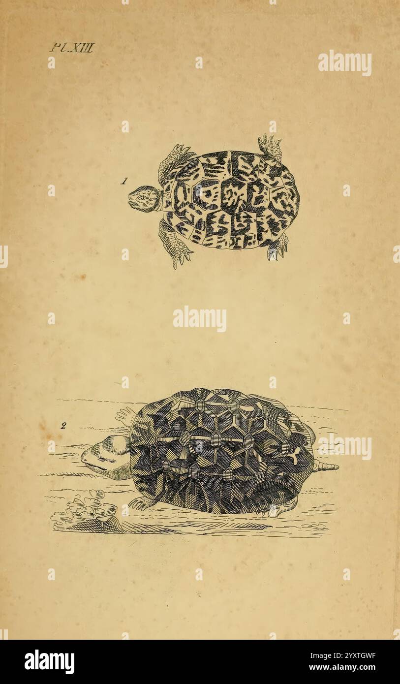 Top turtle showcases hi-res stock photography and images - Alamy