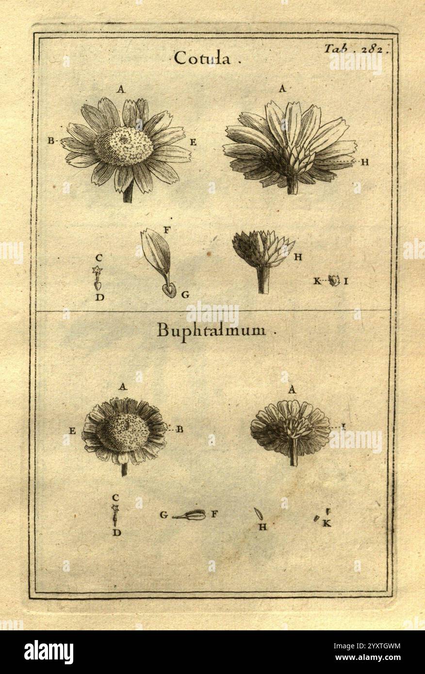 Indicate different flower forms hi-res stock photography and images - Alamy