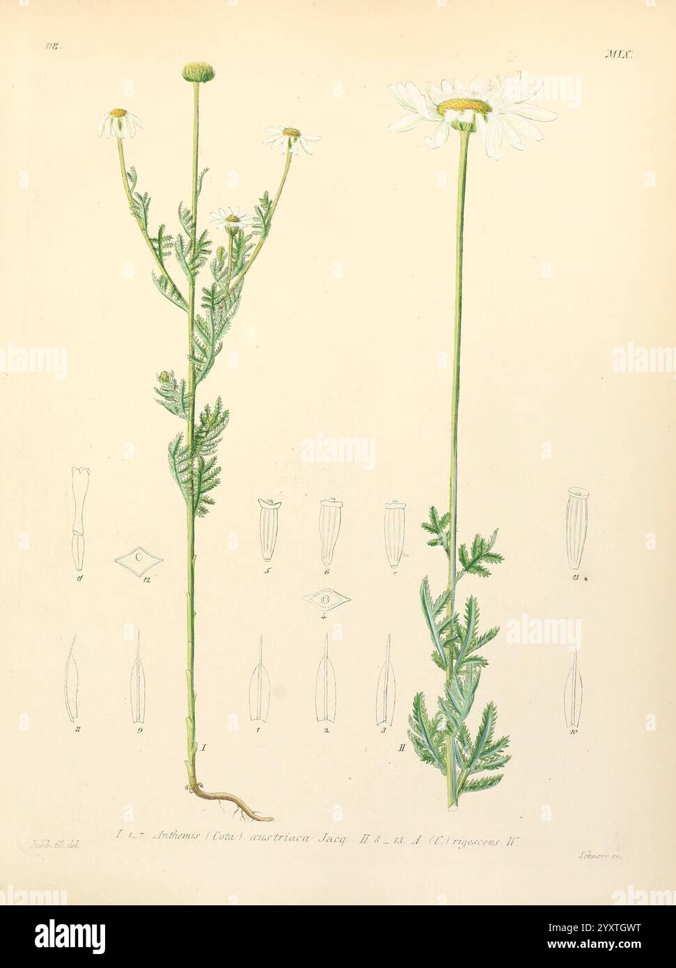 Taller stalk hi-res stock photography and images - Alamy