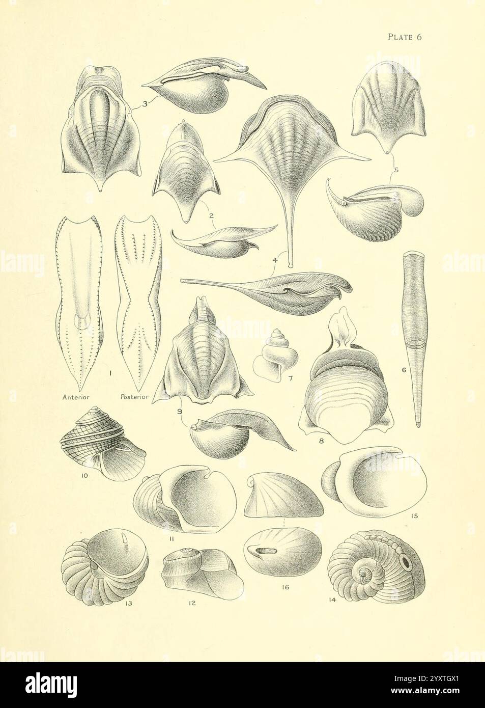 Binomial cavolinia uncinata taxonomy hi-res stock photography and ...