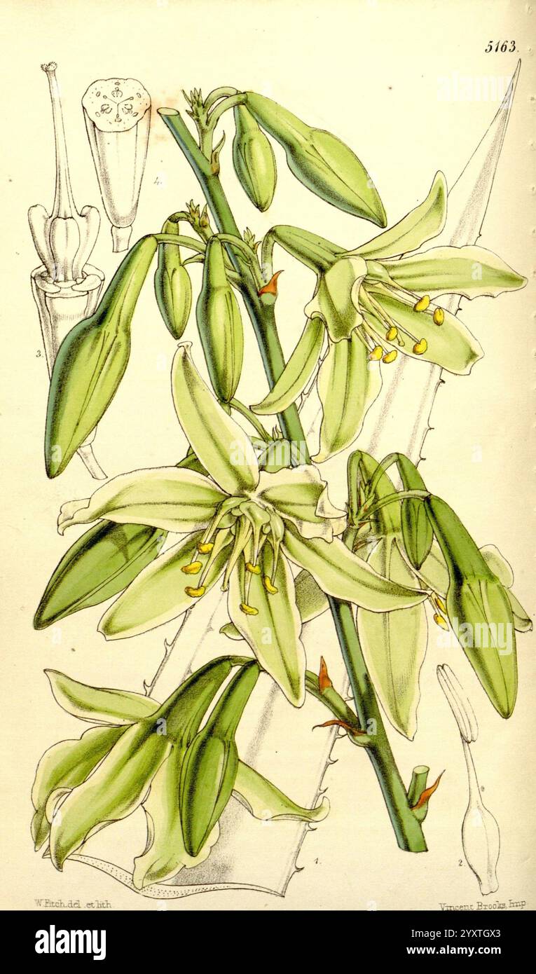 Historical context of cultivation hi-res stock photography and images ...