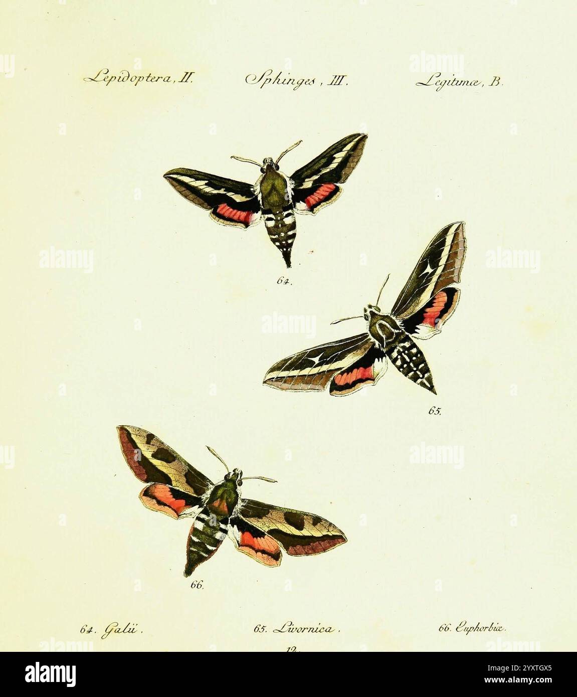 Hübner's, Papilio, s.l, s.n, 1796-1841, Lepidoptera, The illustration ...