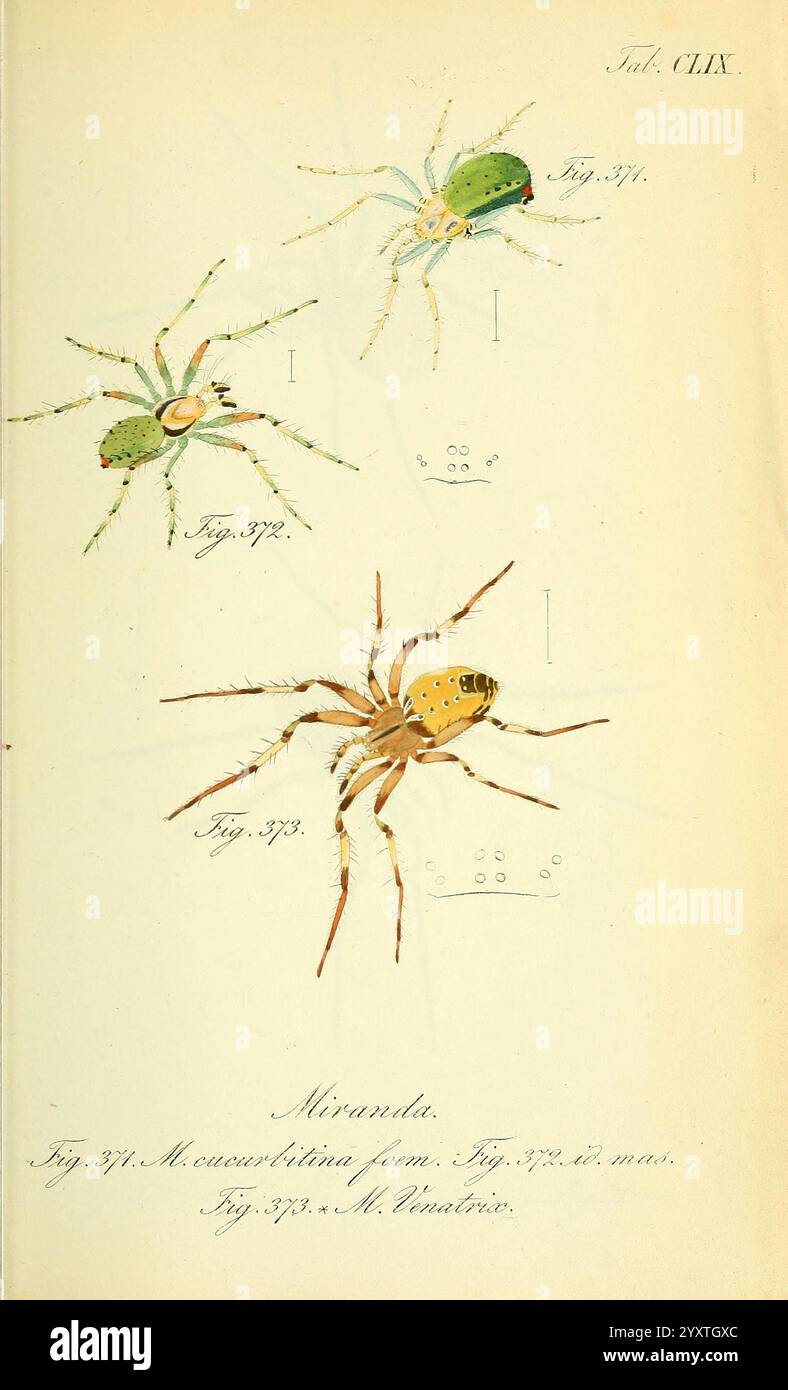Spiders meticulously detailed hi-res stock photography and images - Alamy