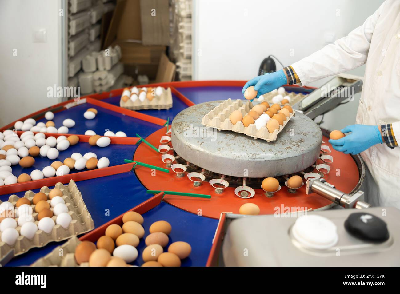 Hands of poultry farm worker sorting eggs and placing into cardboard ...