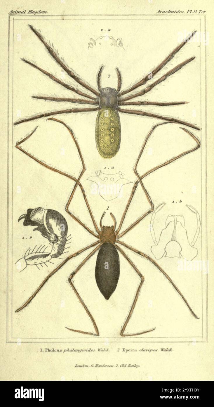 Arachnid forms hi-res stock photography and images - Alamy