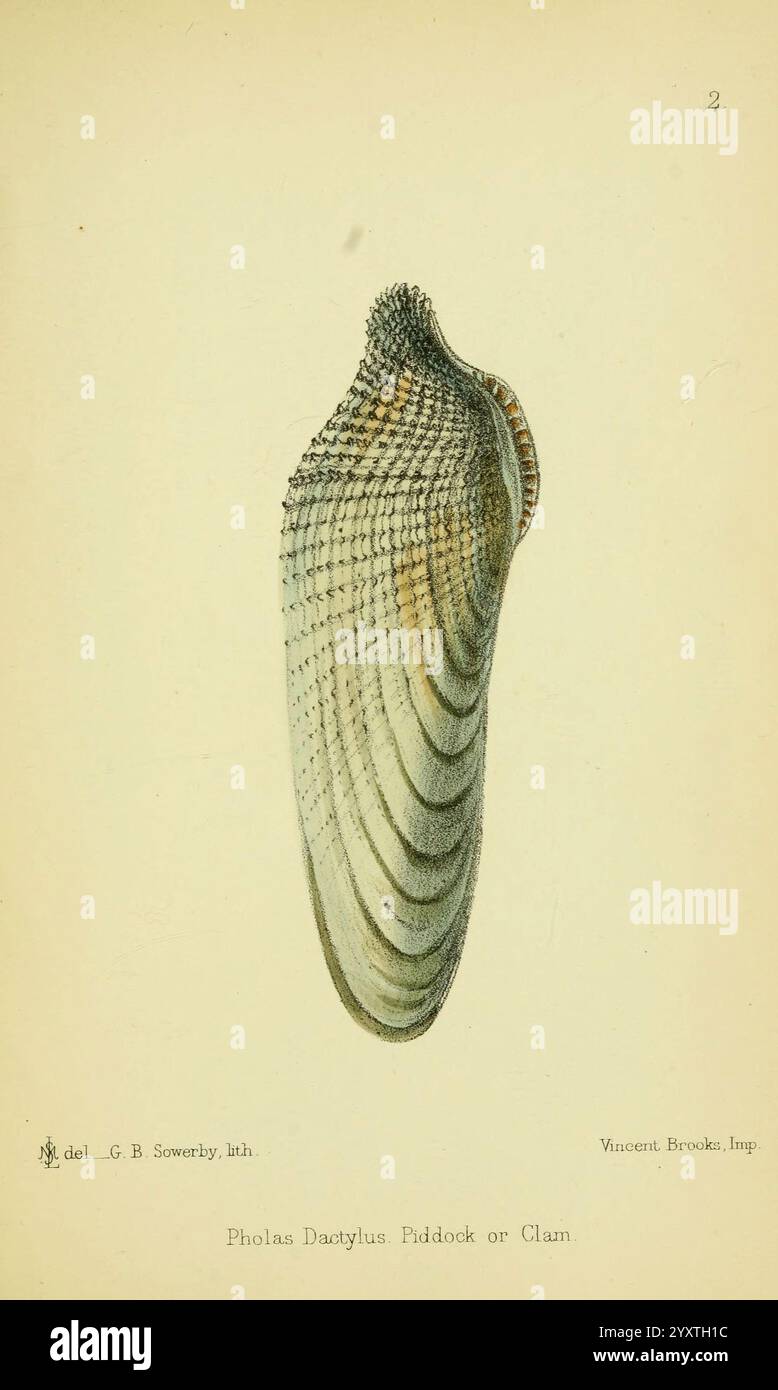 Marine bivalve features hi-res stock photography and images - Alamy